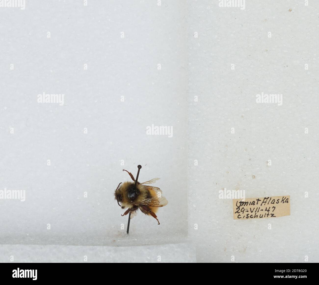 Umiat, North Slope, Alaska, United States, Bombus (Pyrobombus ...
