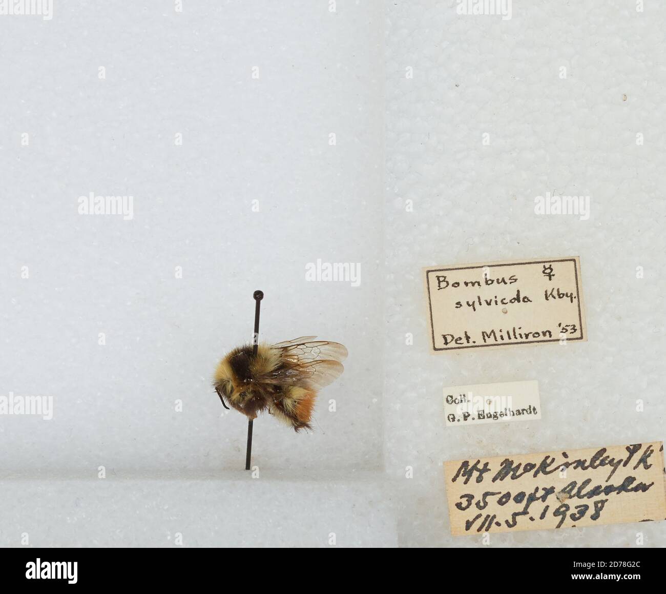 Mt. McKinley Park, Denali, Alaska, United States, Bombus (Pyrobombus ...