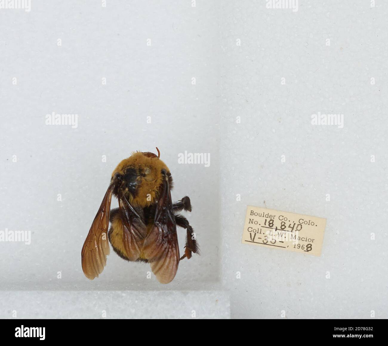 Boulder, Colorado, United States, Bombus (Separatobombus) morrisoni ...