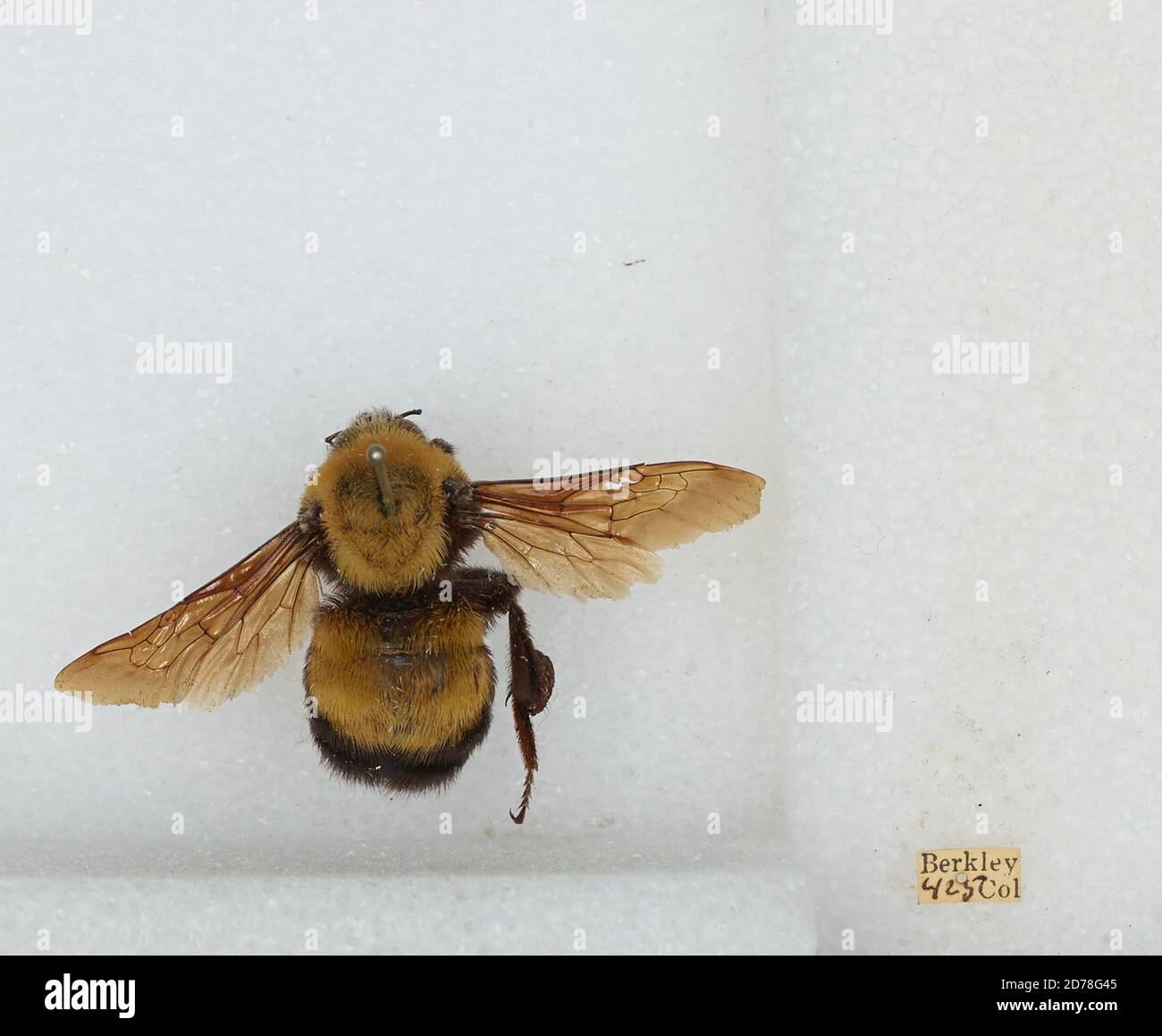 Bombus (Separatobombus) morrisoni Cresson, 1878, Animalia, Arthropoda ...