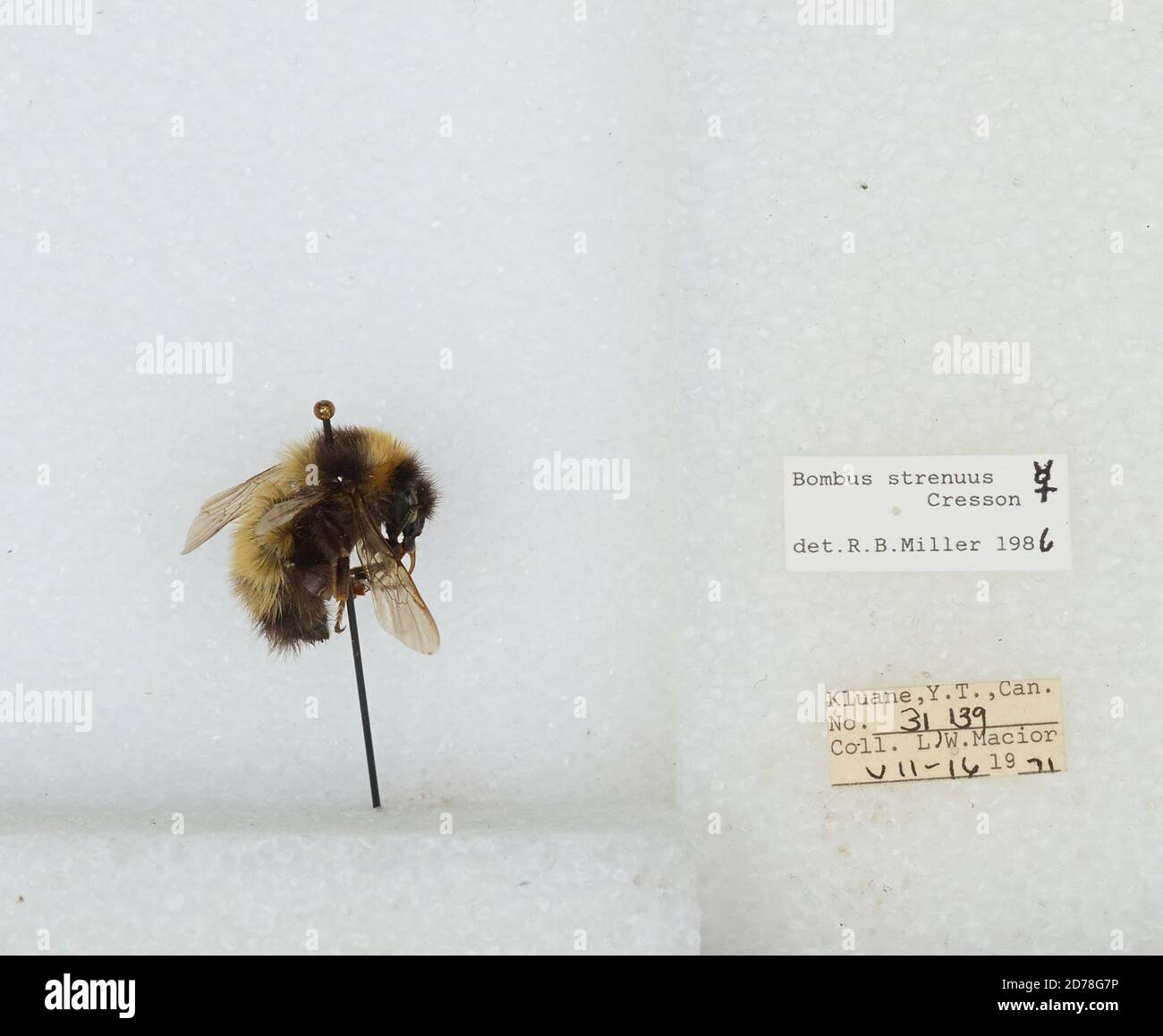 Kluane, Yukon Territory, Canada, Bombus (Alpinobombus) neoboreus Sladen ...