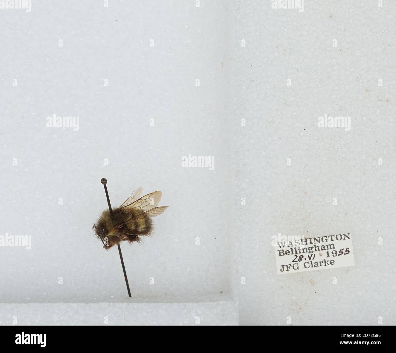 Bellingham, Whatcom, Washington, United States, Bombus (Pyrobombus ...