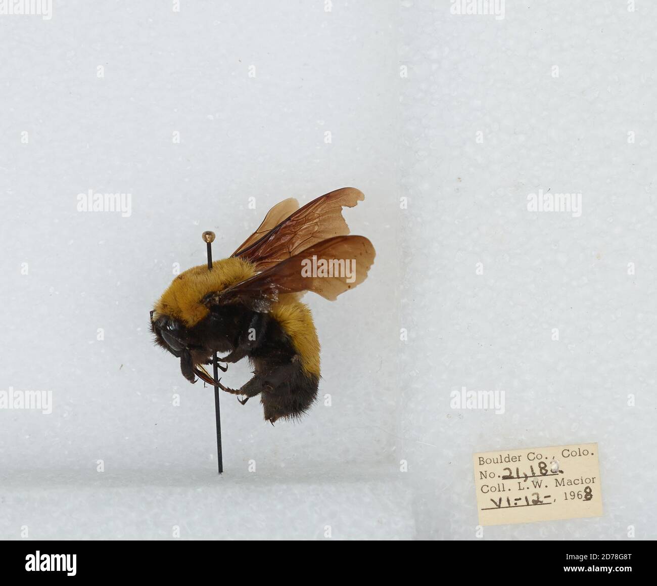 Boulder, Colorado, United States, Bombus (Separatobombus) morrisoni ...