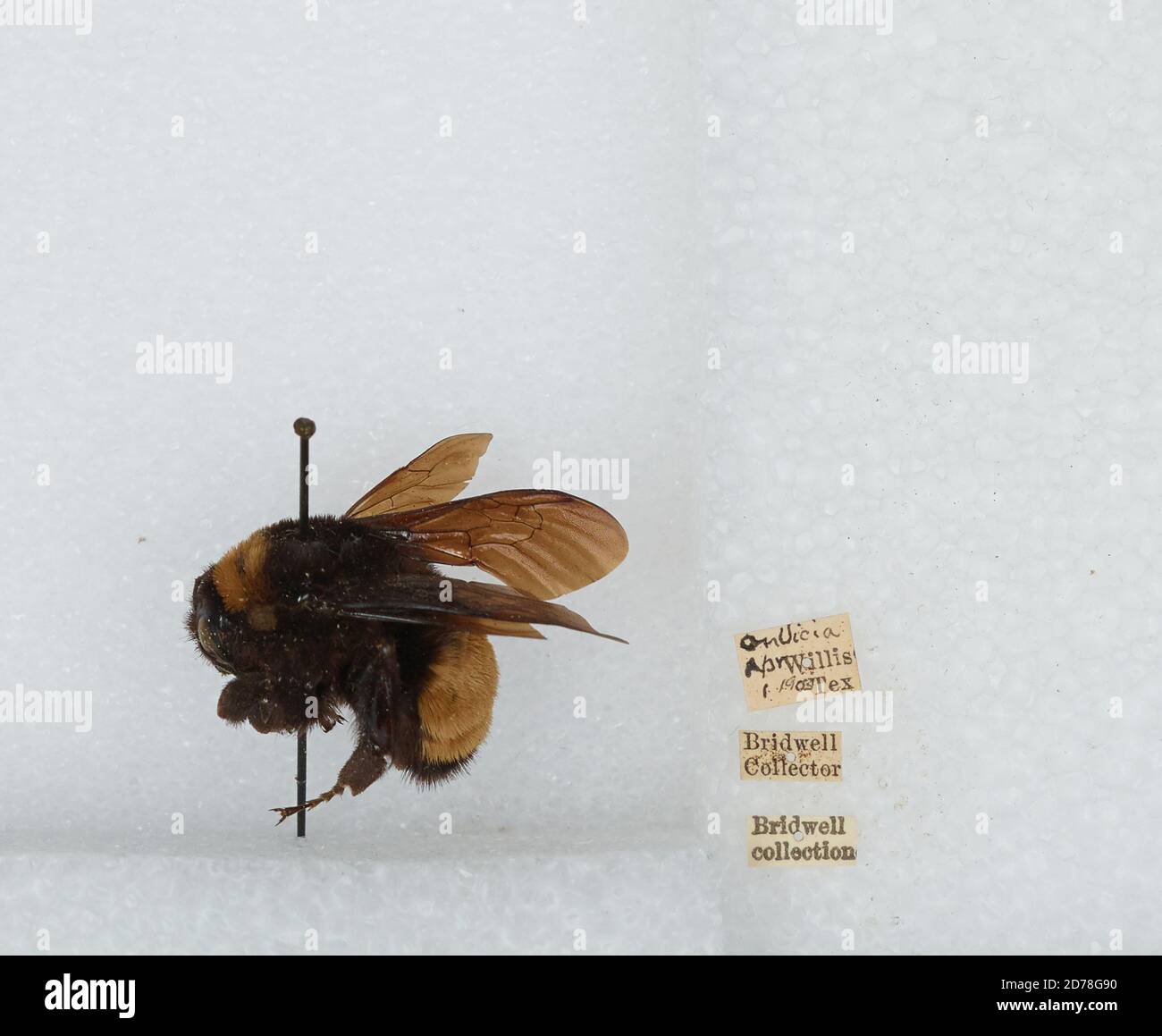 Willis, Montgomery, Texas, United States, Bombus (Fervidobombus ...