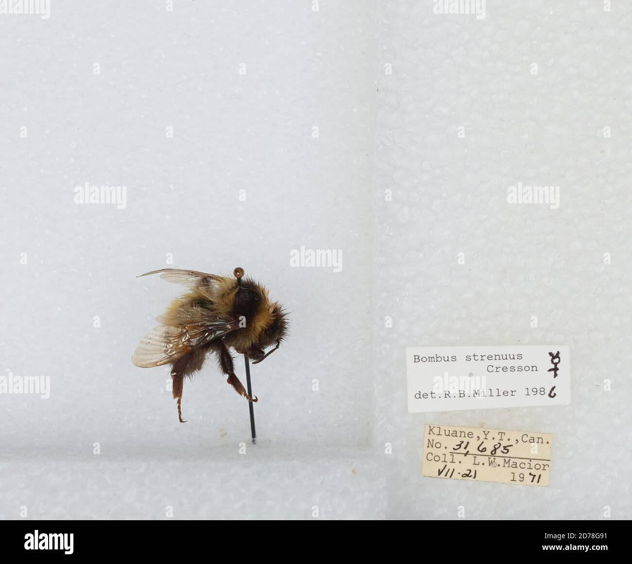 Kluane, Yukon Territory, Canada, Bombus (Alpinobombus) neoboreus Sladen ...