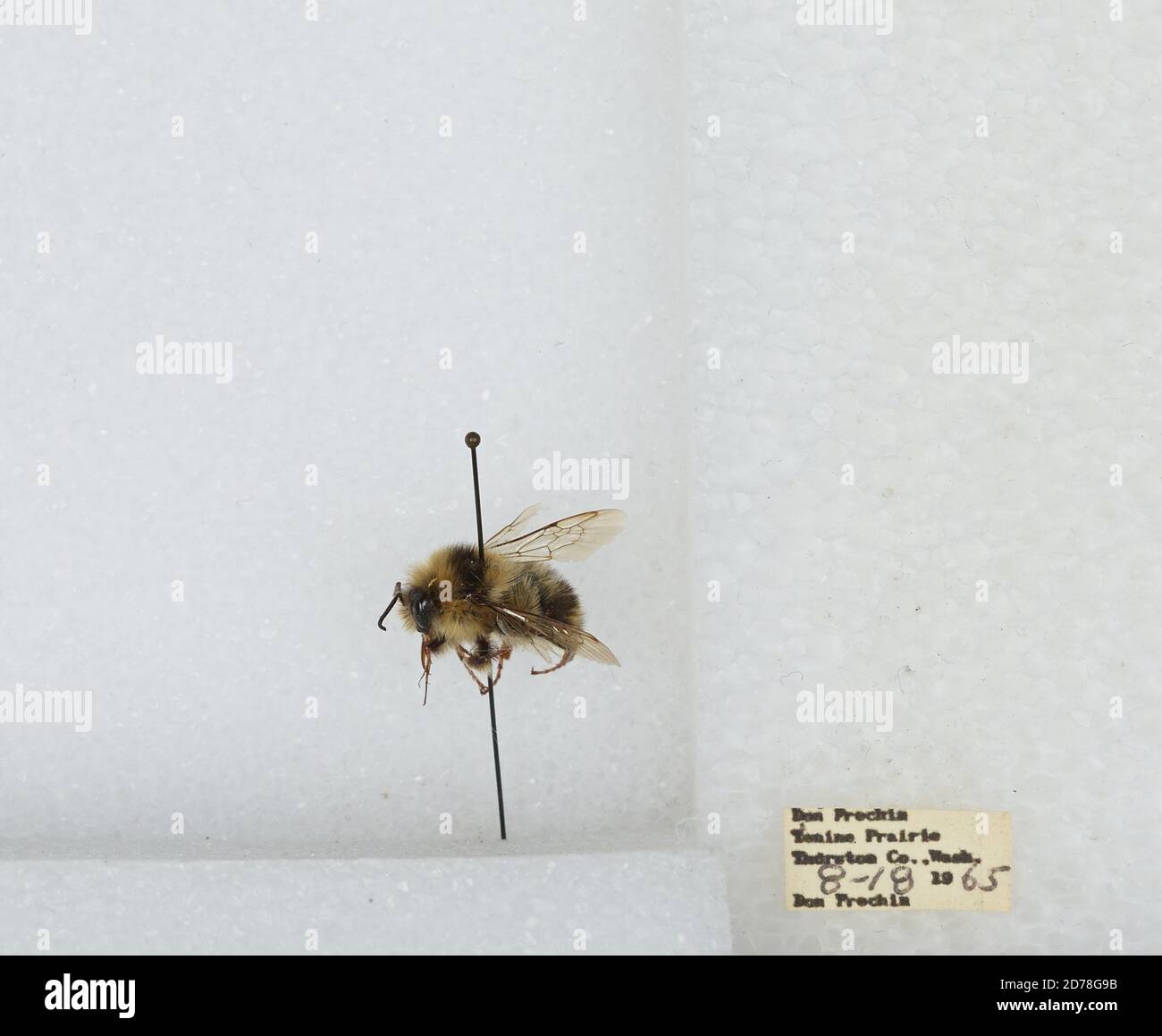 Tenino Prairie, Thurston, Washington, United States, Bombus (Psithyrus ...