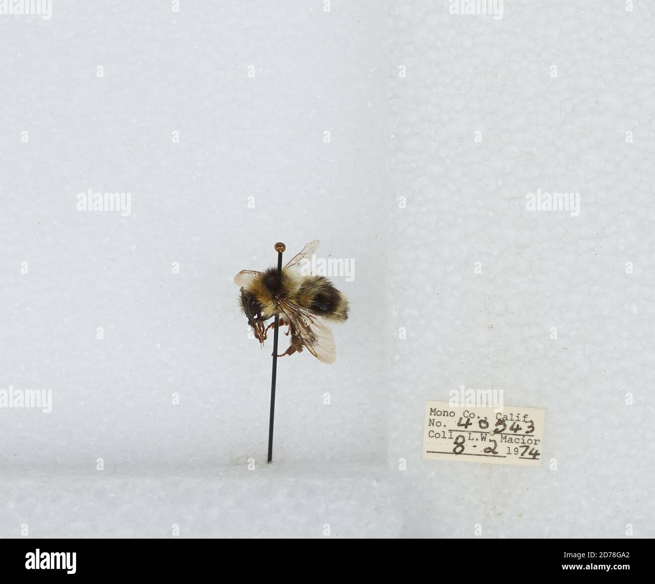 Mono, California, United States, Bombus (Cullumanobombus) rufocinctus ...