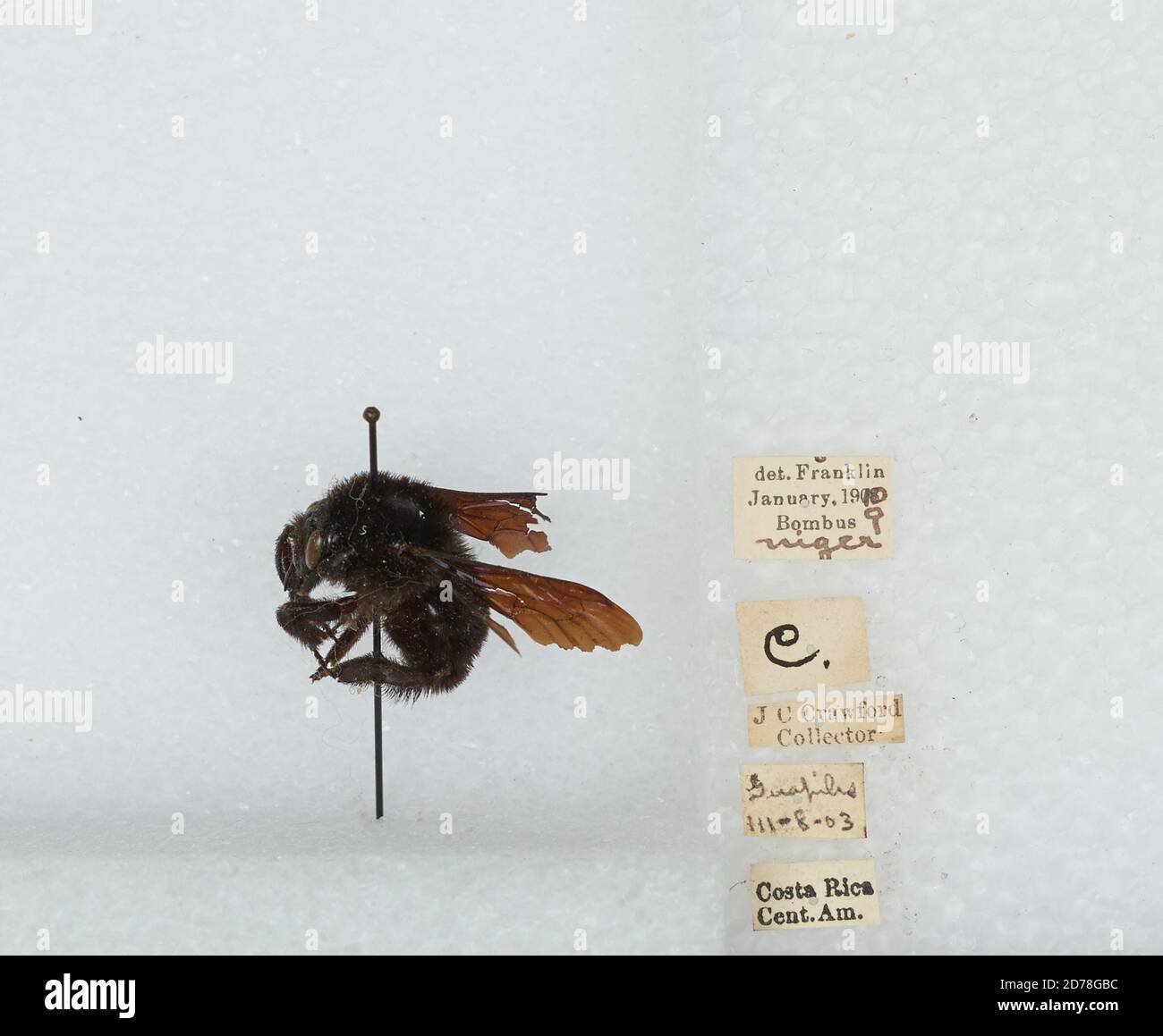 Costa Rica, Bombus (Fervidobombus) morio (Swederus), Animalia ...