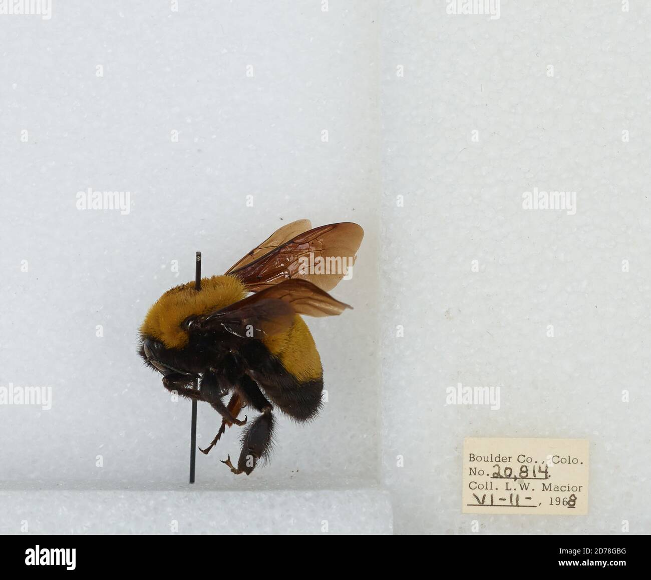 Boulder, Colorado, United States, Bombus (Separatobombus) morrisoni ...