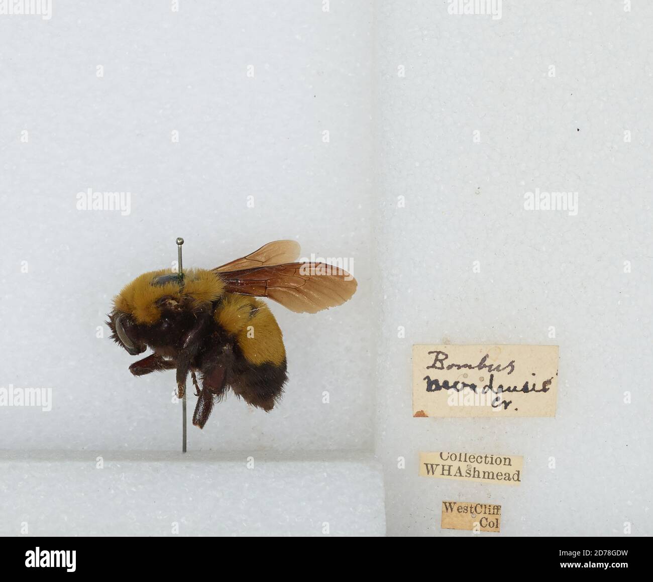 Bombus (Separatobombus) morrisoni Cresson, 1878, Animalia, Arthropoda ...