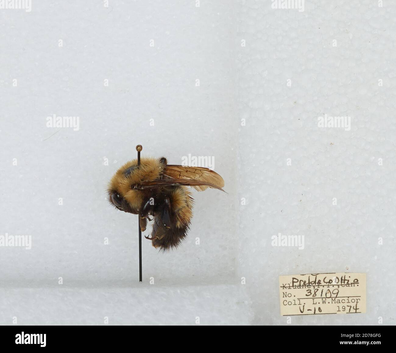 Preble, Ohio, United States, Bombus (Pyrobombus) perplexus Cresson ...