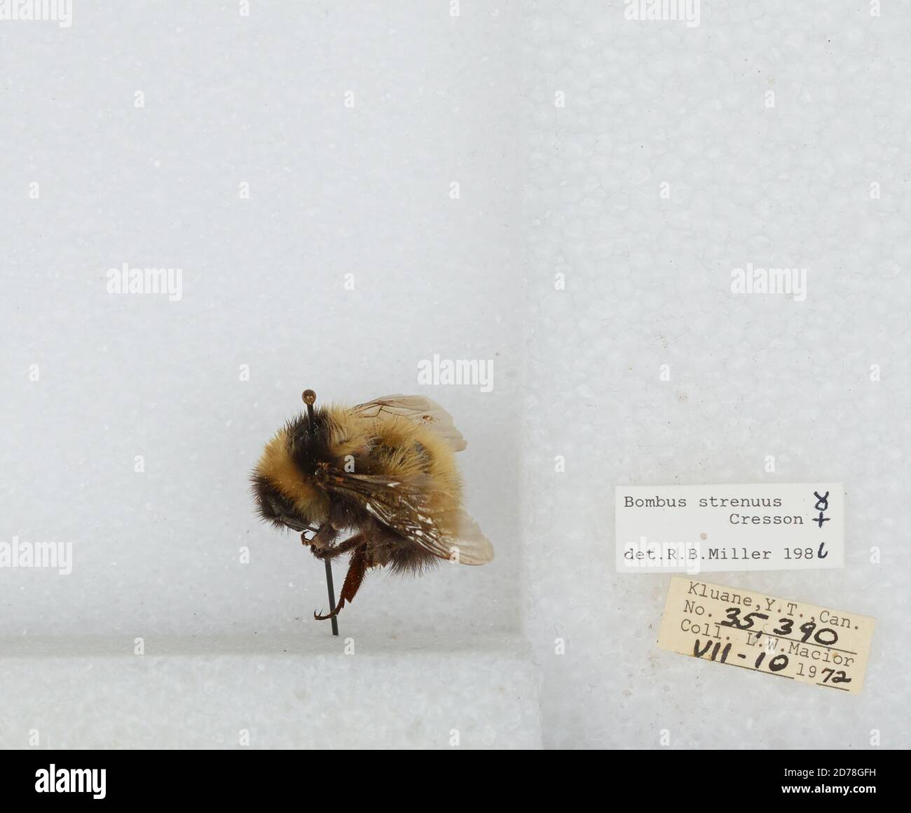 Kluane, Yukon Territory, Canada, Bombus (Alpinobombus) neoboreus Sladen ...