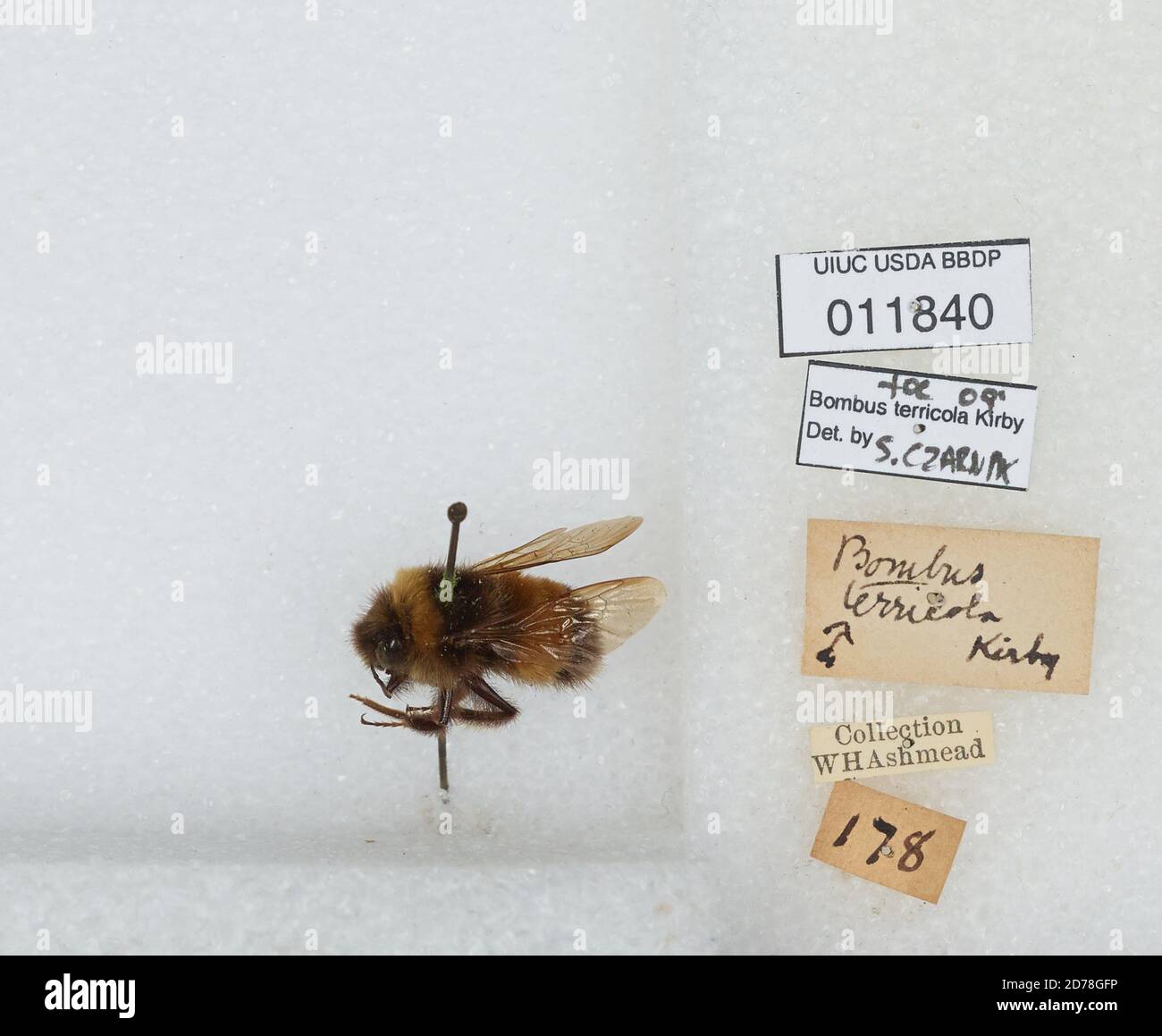 Bombus (Bombus) terricola Kirby, Animalia, Arthropoda, Insecta ...