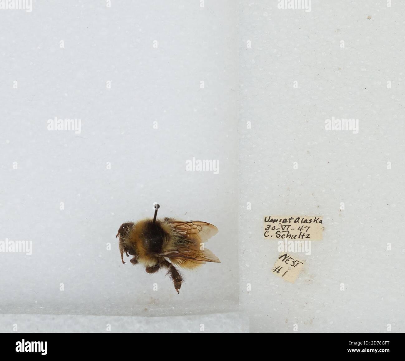 Umiat, North Slope, Alaska, United States, Bombus (Pyrobombus ...