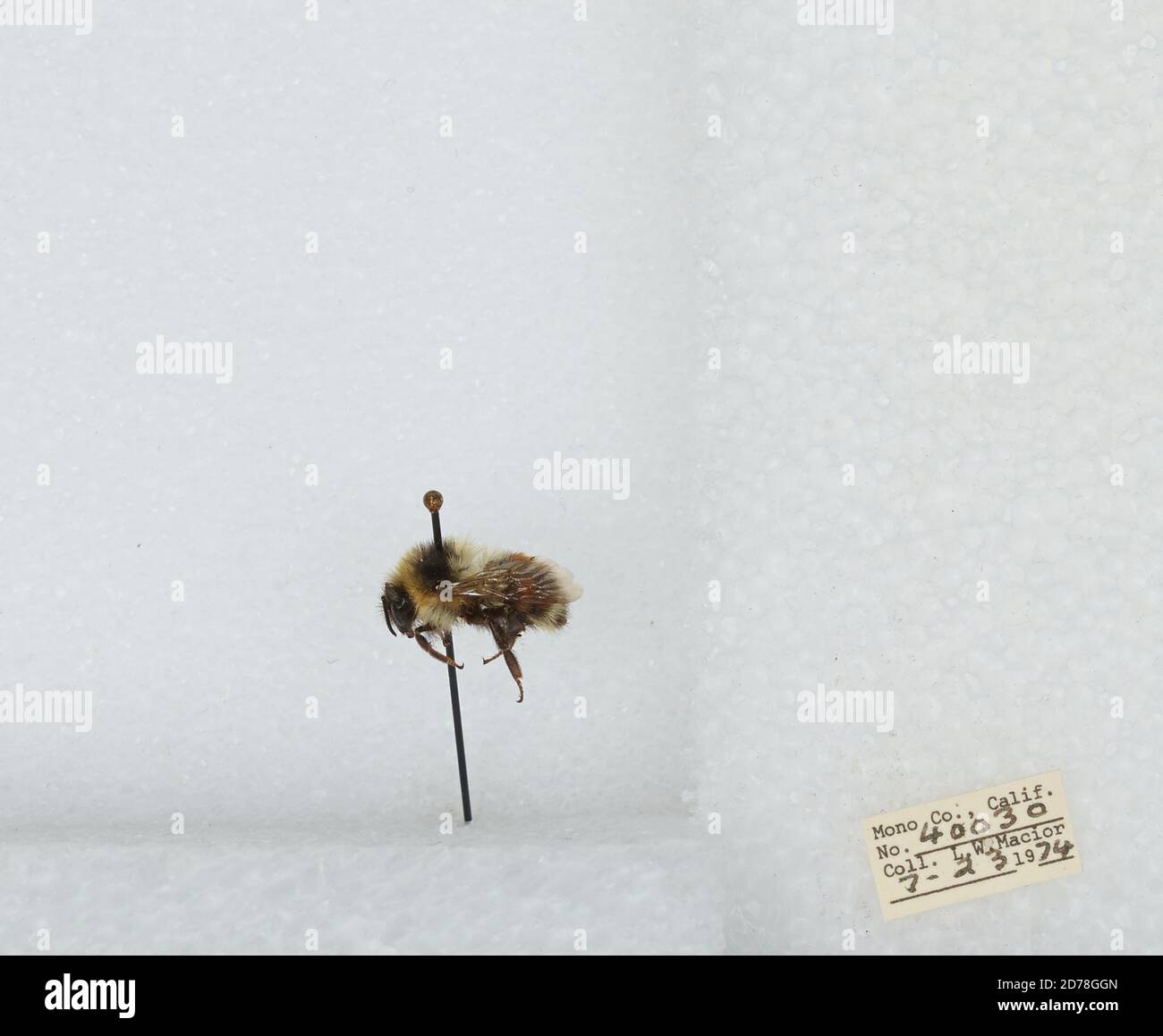 Mono, California, United States, Bombus (Cullumanobombus) rufocinctus ...