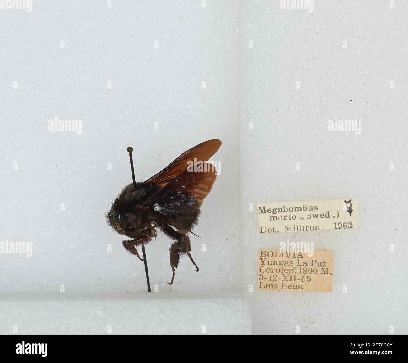 Bombus morio hi-res stock photography and images - Alamy