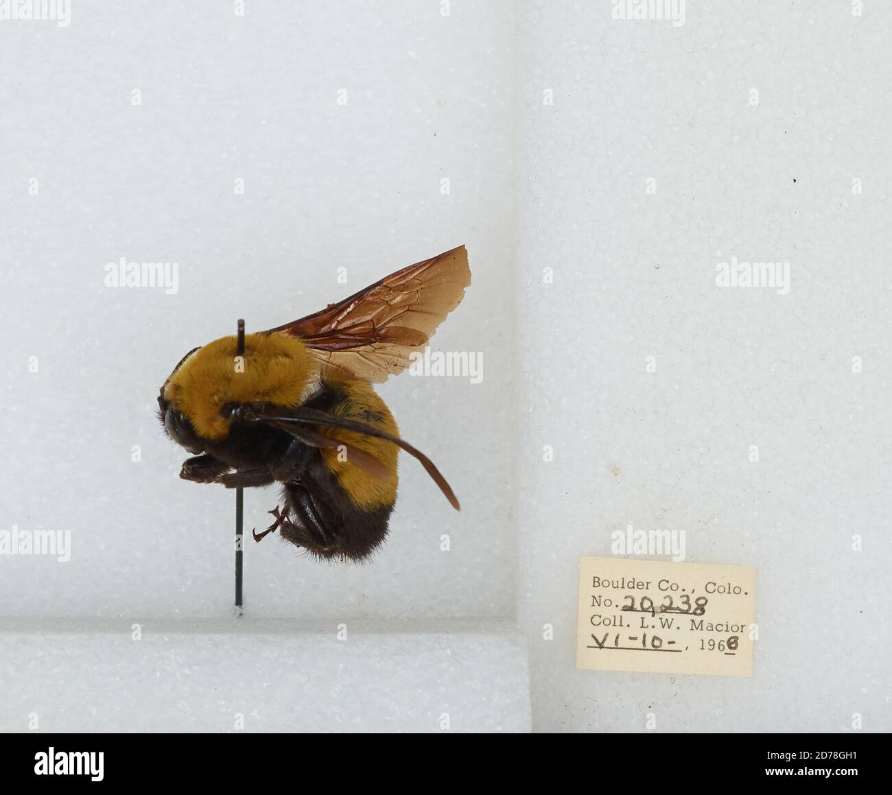 Boulder, Colorado, United States, Bombus (Separatobombus) morrisoni ...