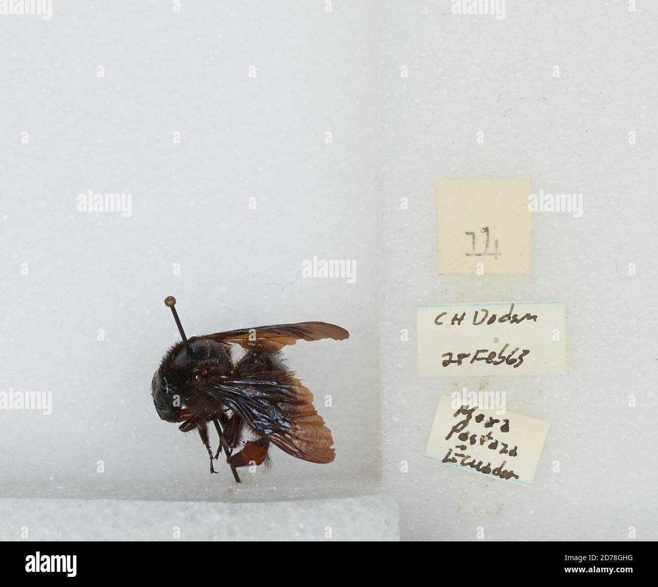 Mojo Pastaza, Ecuador, Bombus (Fervidobombus) morio (Swederus ...