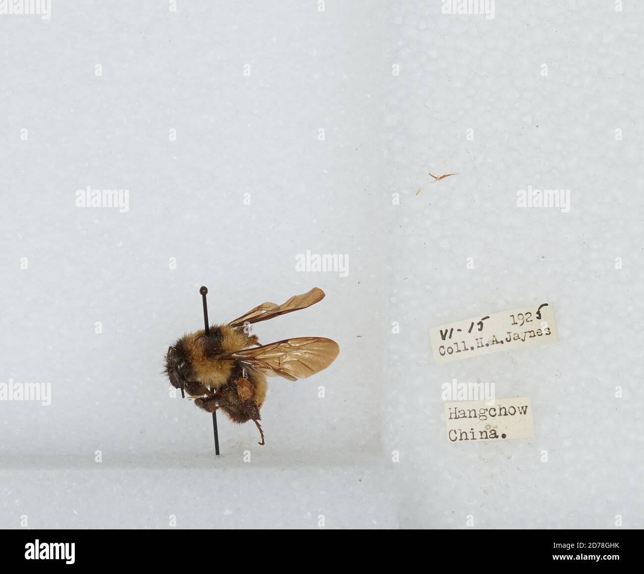 Hangzhou, Zhejiang, China, Bombus (Diversobombus) trifasciatus Smith ...