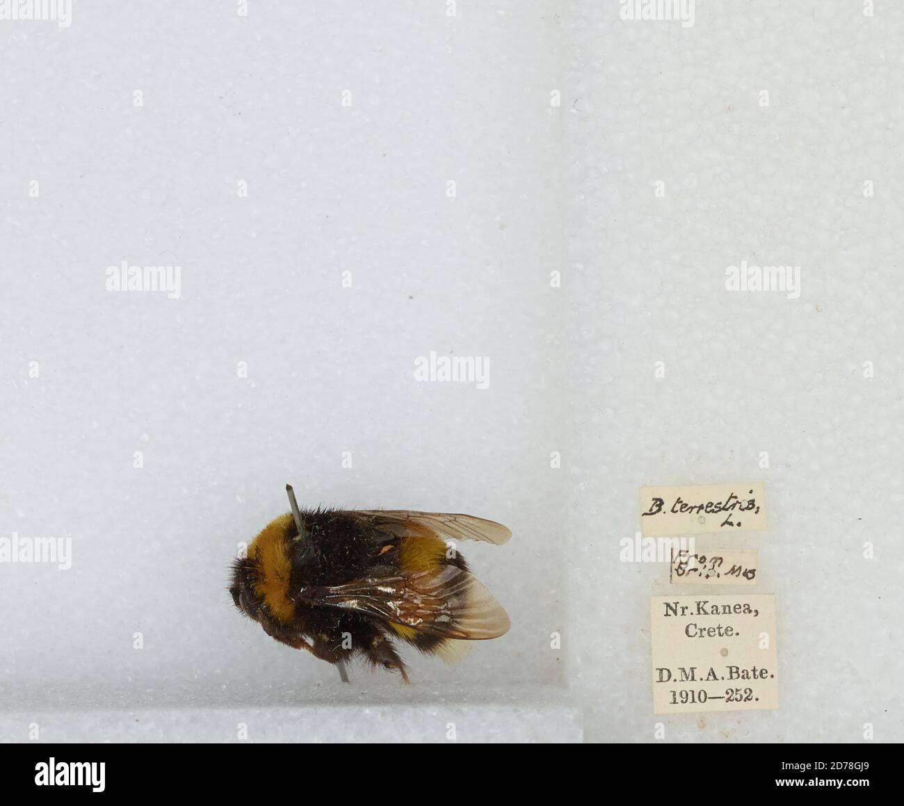 Nr. Kanea, Chania, Crete, Greece, Bombus (Bombus) terrestris (Linnaeus ...