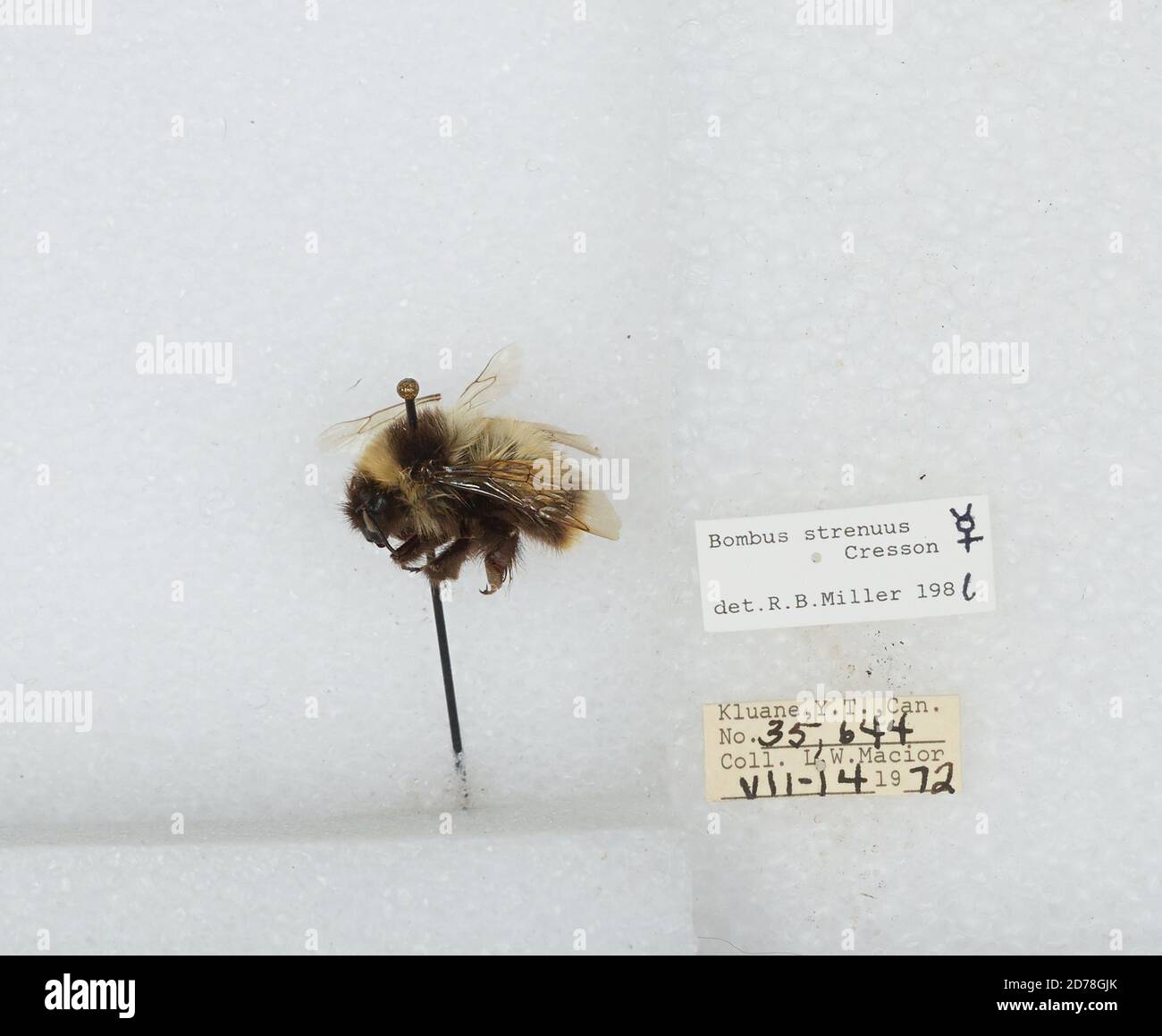 Kluane, Yukon Territory, Canada, Bombus (Alpinobombus) neoboreus Sladen ...