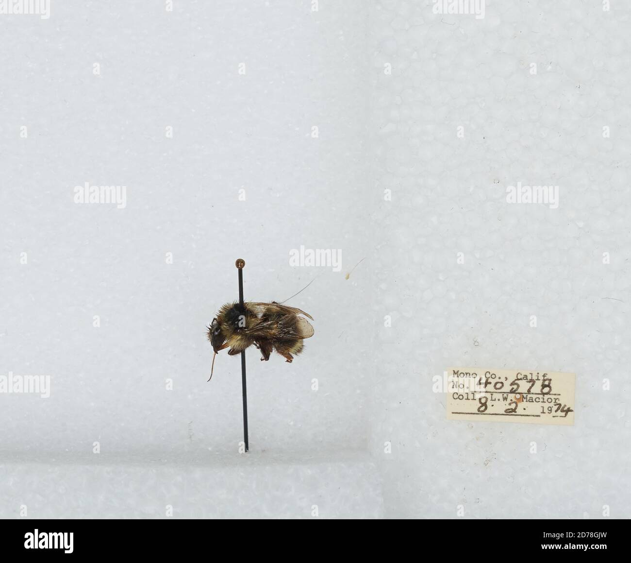 Mono, California, United States, Bombus (Cullumanobombus) rufocinctus ...