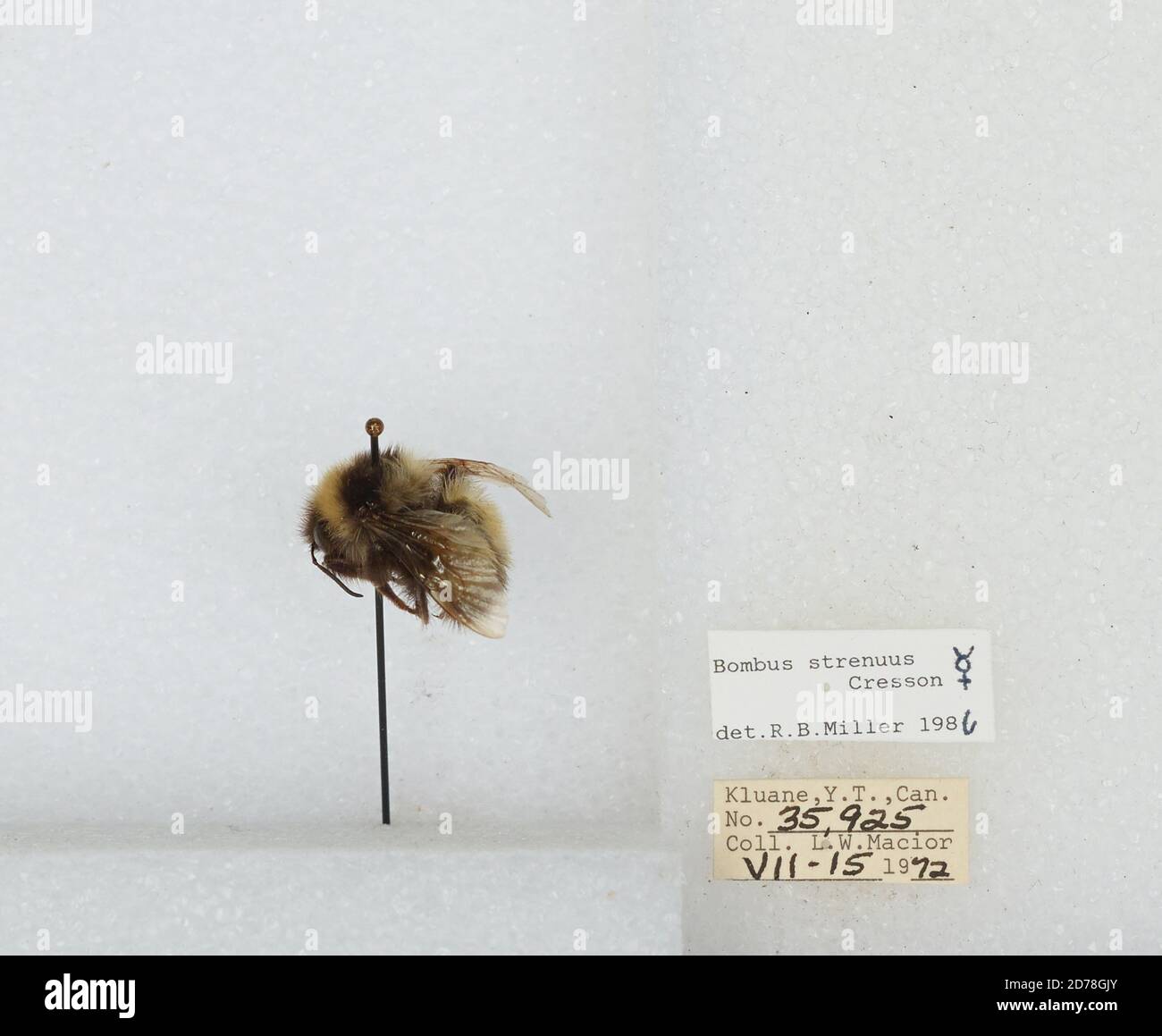 Kluane, Yukon Territory, Canada, Bombus (Alpinobombus) neoboreus Sladen ...