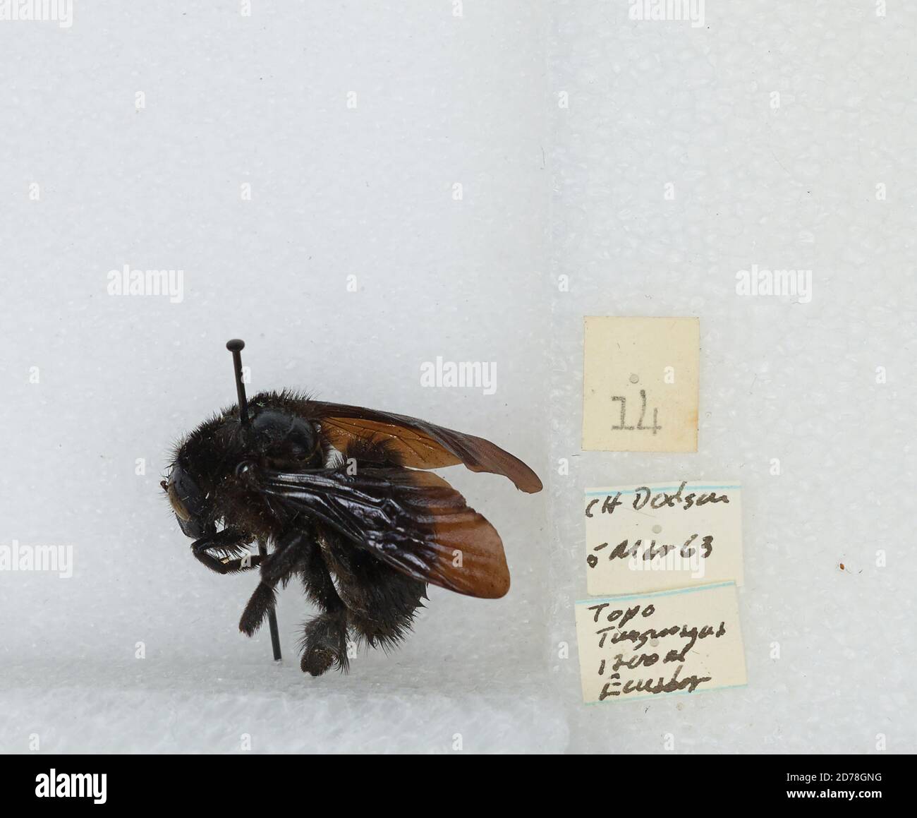Ecuador, Bombus (Fervidobombus) morio (Swederus), Animalia, Arthropoda ...