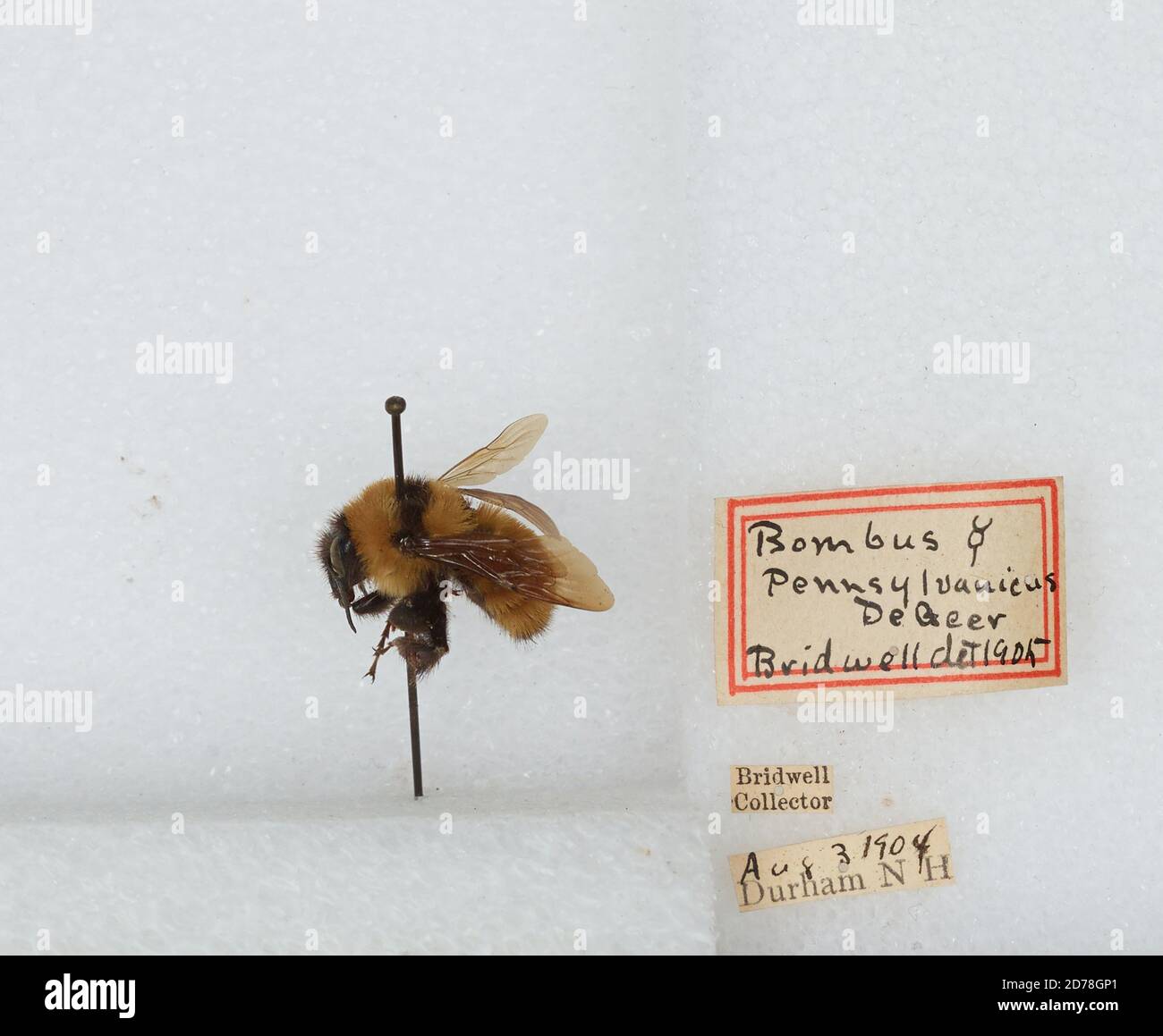 Durham, Strafford, New Hampshire, United States, Bombus (Fervidobombus ...