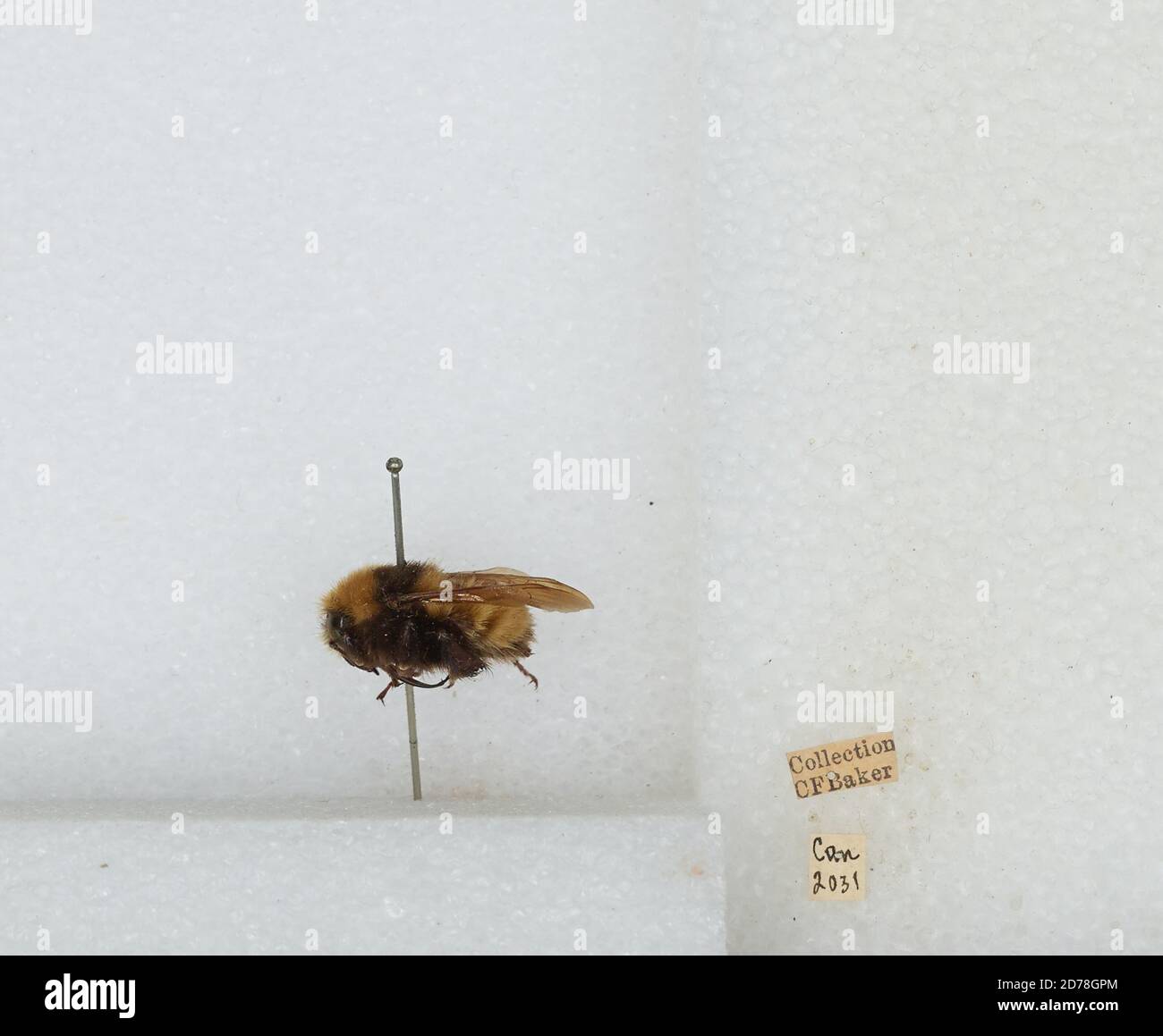 Canada, Bombus sp., Animalia, Arthropoda, Insecta, Hymenoptera, Apidae ...