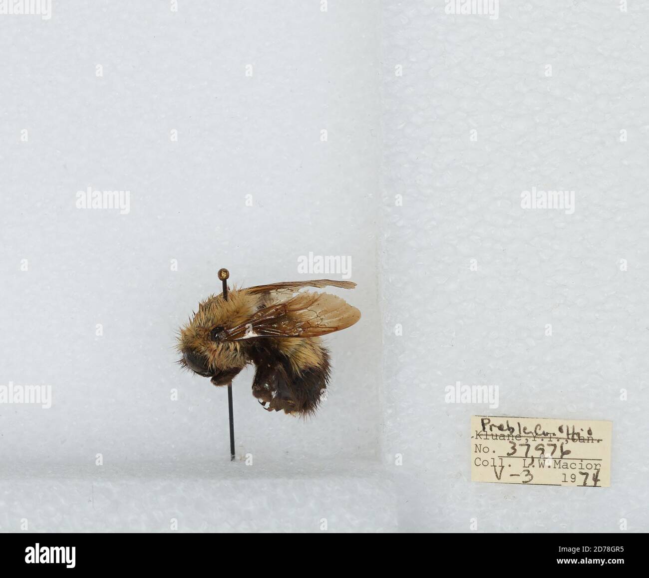 Preble, Ohio, United States, Bombus (Pyrobombus) perplexus Cresson ...