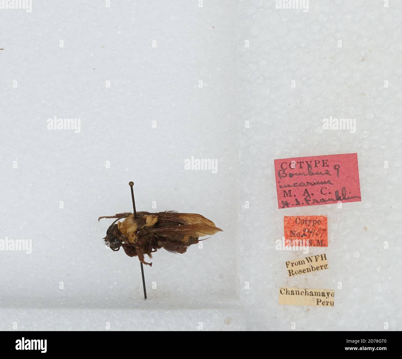 Chauchamayo hi-res stock photography and images - Alamy