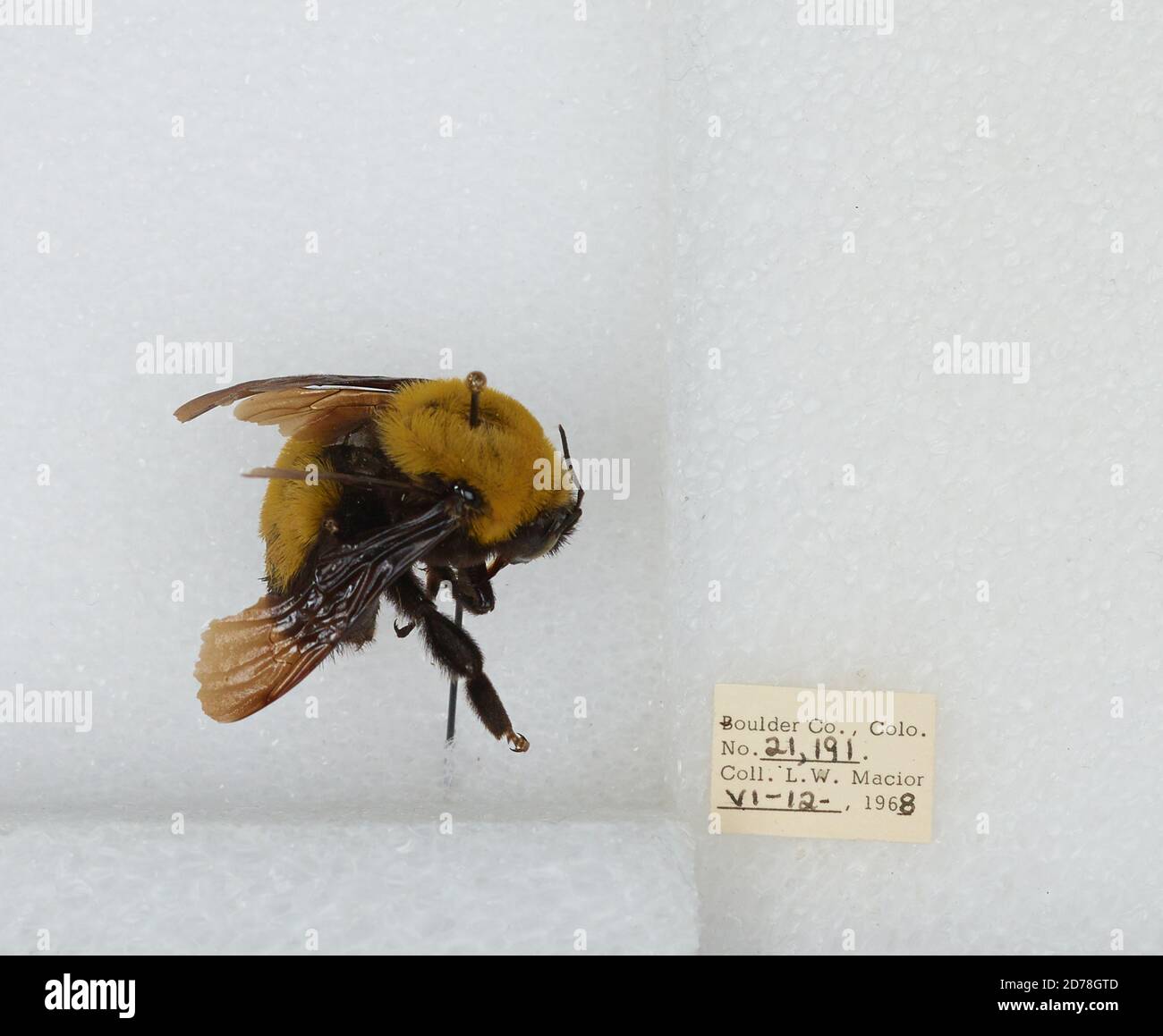 Boulder, Colorado, United States, Bombus (Separatobombus) morrisoni ...