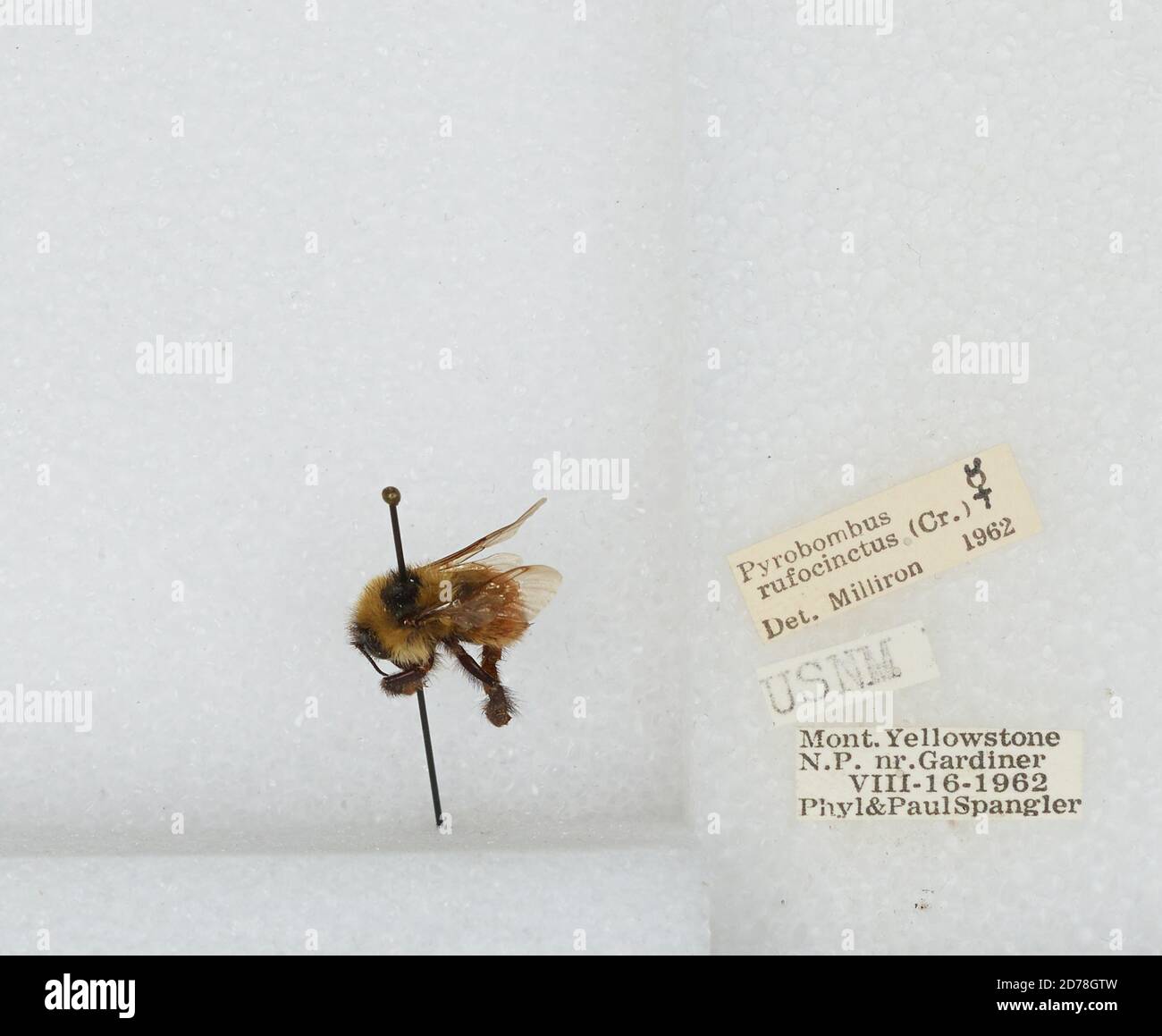 Yellowstone National Park near Gardiner, Park, Montana, United States ...