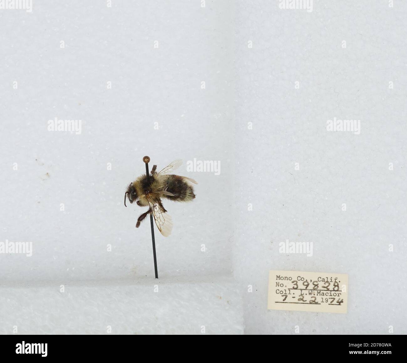 Mono, California, United States, Bombus (Cullumanobombus) rufocinctus ...