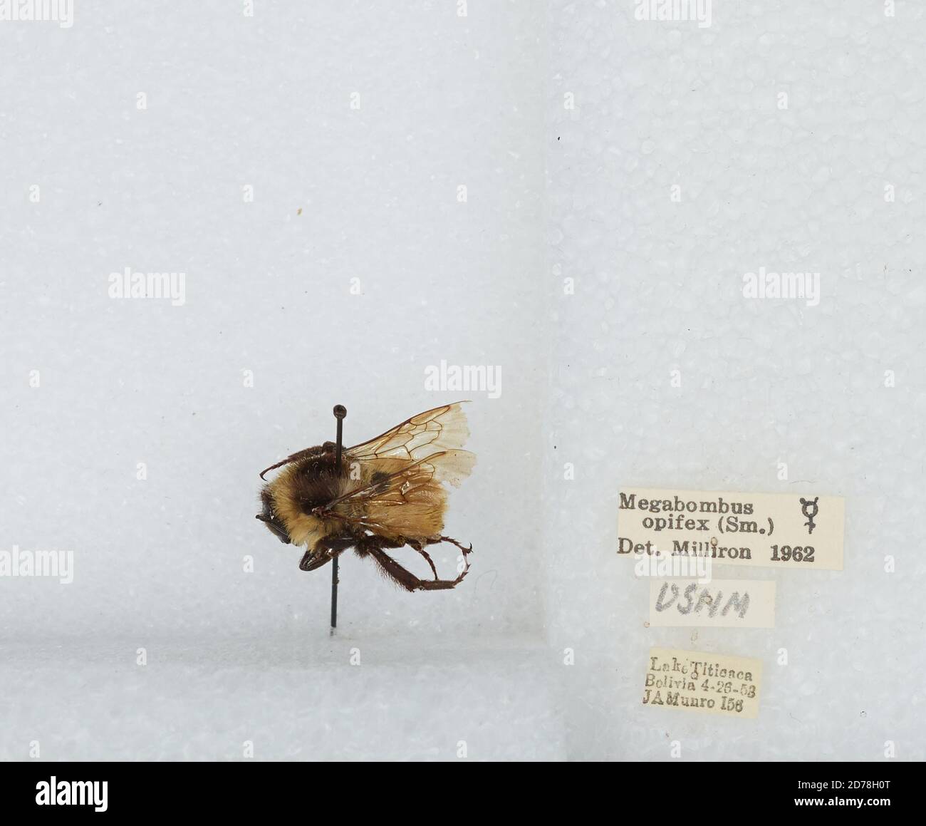 Lake Titicaca, Bolivia, Bombus (Megabombus) opifex Smith, Animalia ...