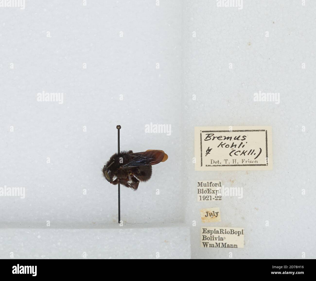 Espia Rio Bopi, La Paz, Bolivia, Bombus (Fervidobombus) morio (Swederus ...