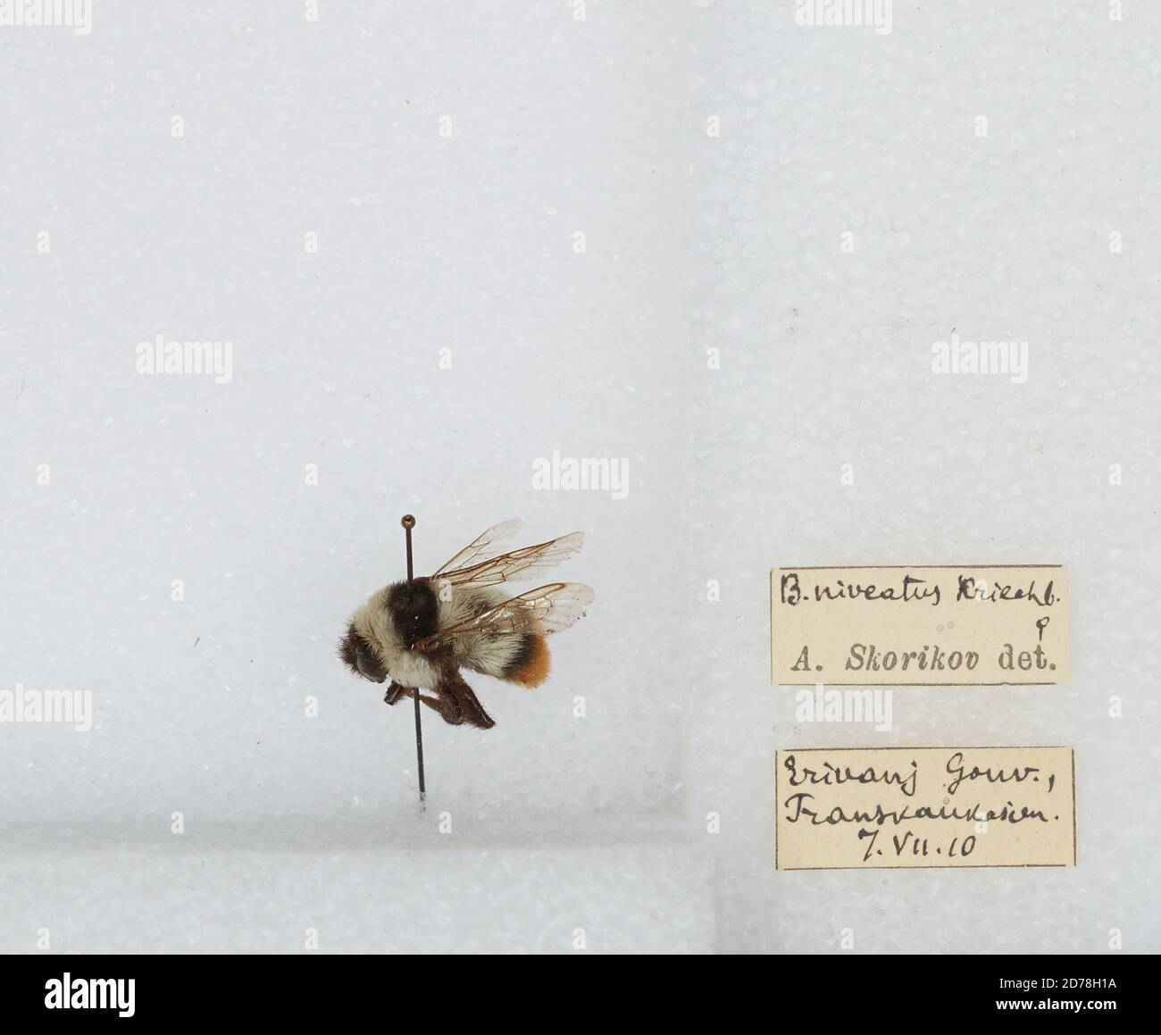 Erivanj Goun., Yerevan, Armenia, Bombus (Sibiricobombus) niveatus ...
