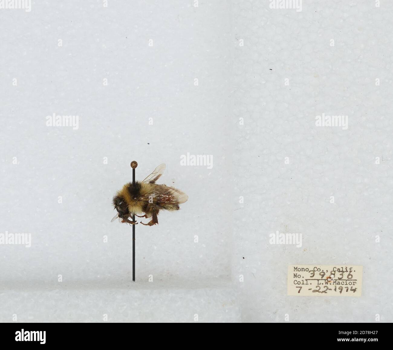 Mono, California, United States, Bombus (Cullumanobombus) rufocinctus ...