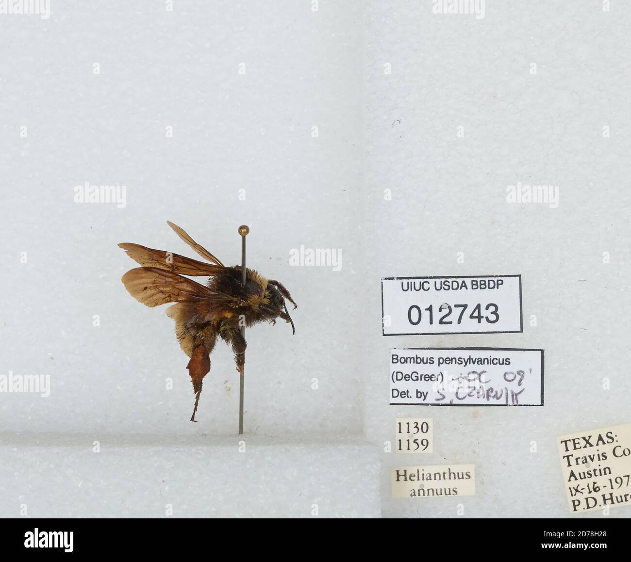 Austin, Travis, Texas, United States, Bombus (Fervidobombus ...