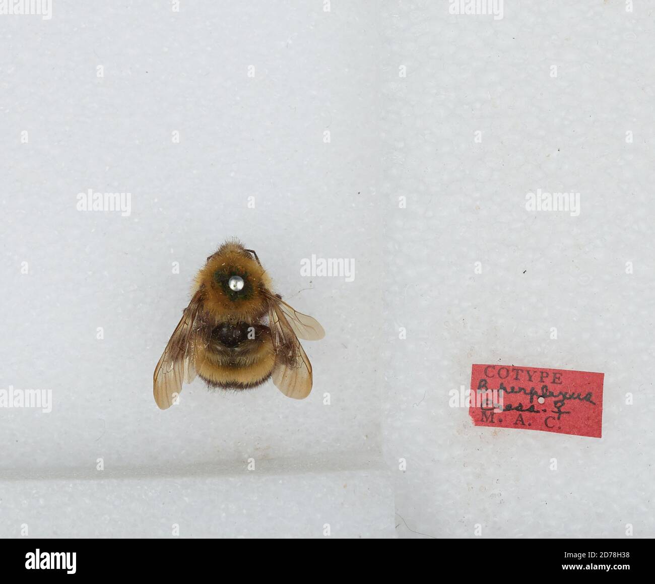 Bombus (Pyrobombus) perplexus Cresson, 1863, Animalia, Arthropoda ...