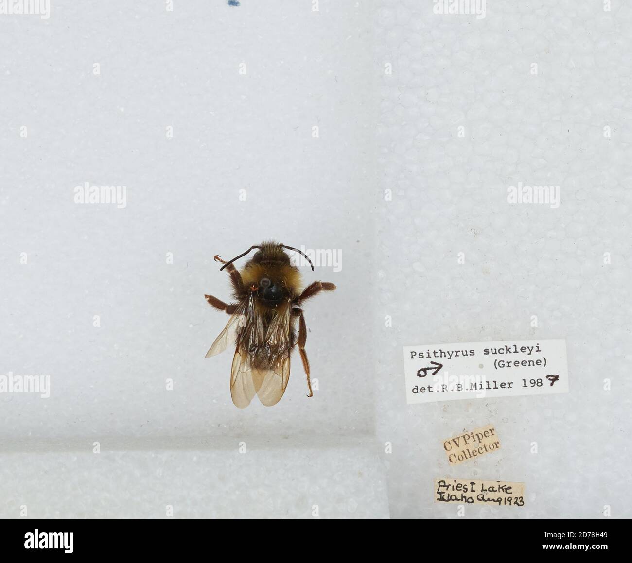 Priest Lake, Bonner, Idaho, United States, Bombus (Psithyrus) suckleyi ...