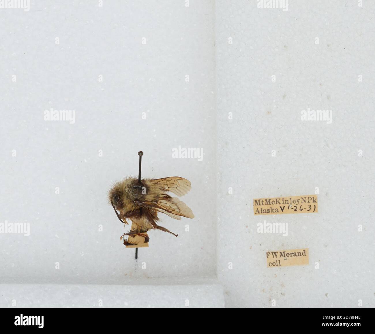 Mount McKinley National Park, Alaska, United States, Bombus (Pyrobombus ...