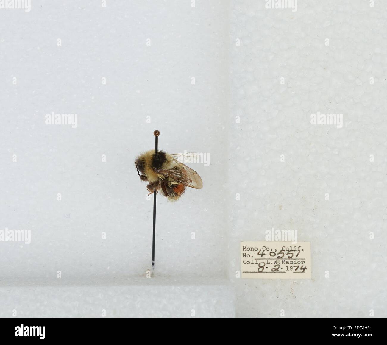 Mono, California, United States, Bombus (Cullumanobombus) rufocinctus ...