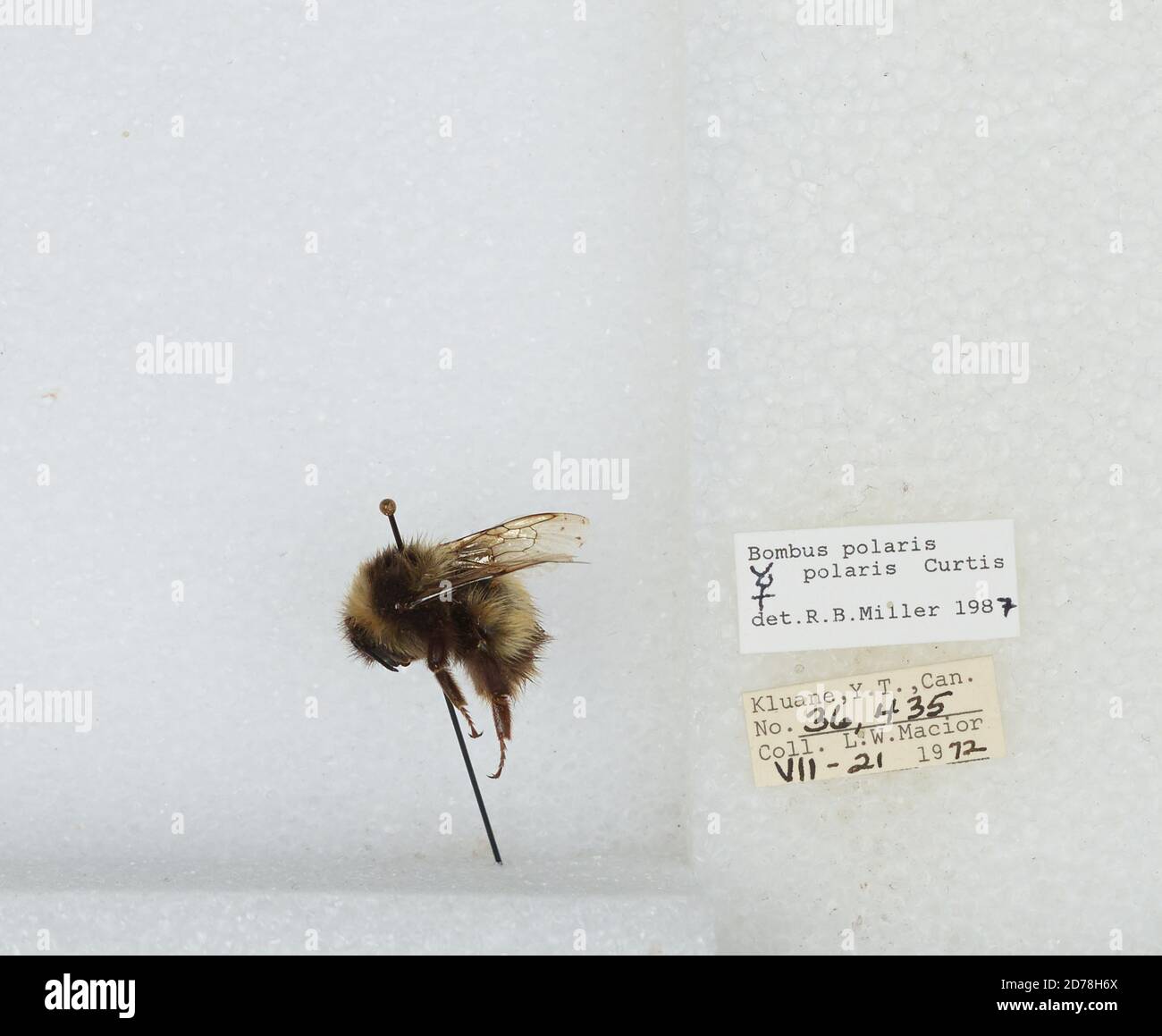 Kluane, Yukon Territory, Canada, Bombus (Alpinobombus) polaris Curtis ...