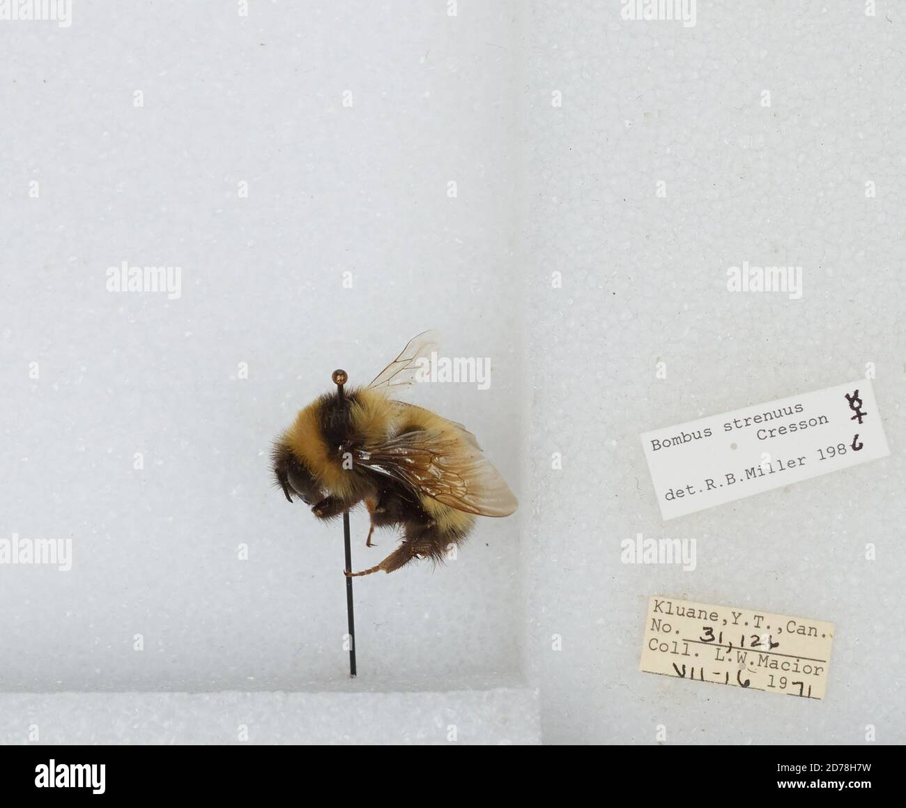 Kluane, Yukon Territory, Canada, Bombus (Alpinobombus) neoboreus Sladen ...