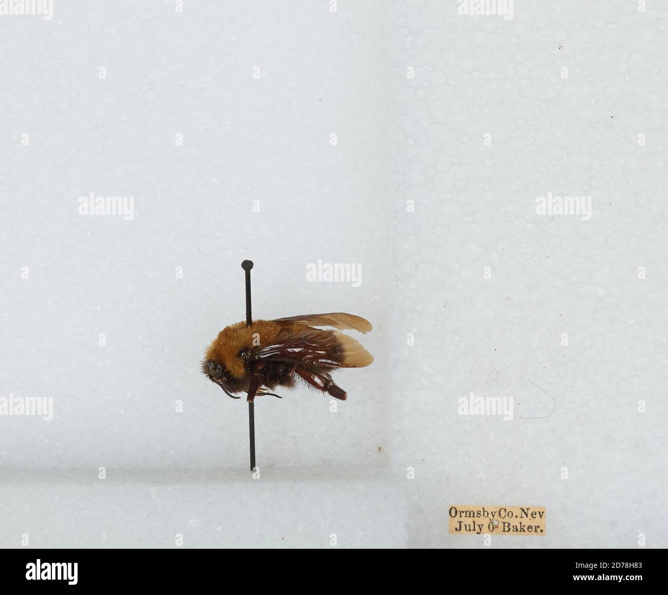 Ormsby, Nevada, United States, Bombus (Separatobombus) morrisoni ...