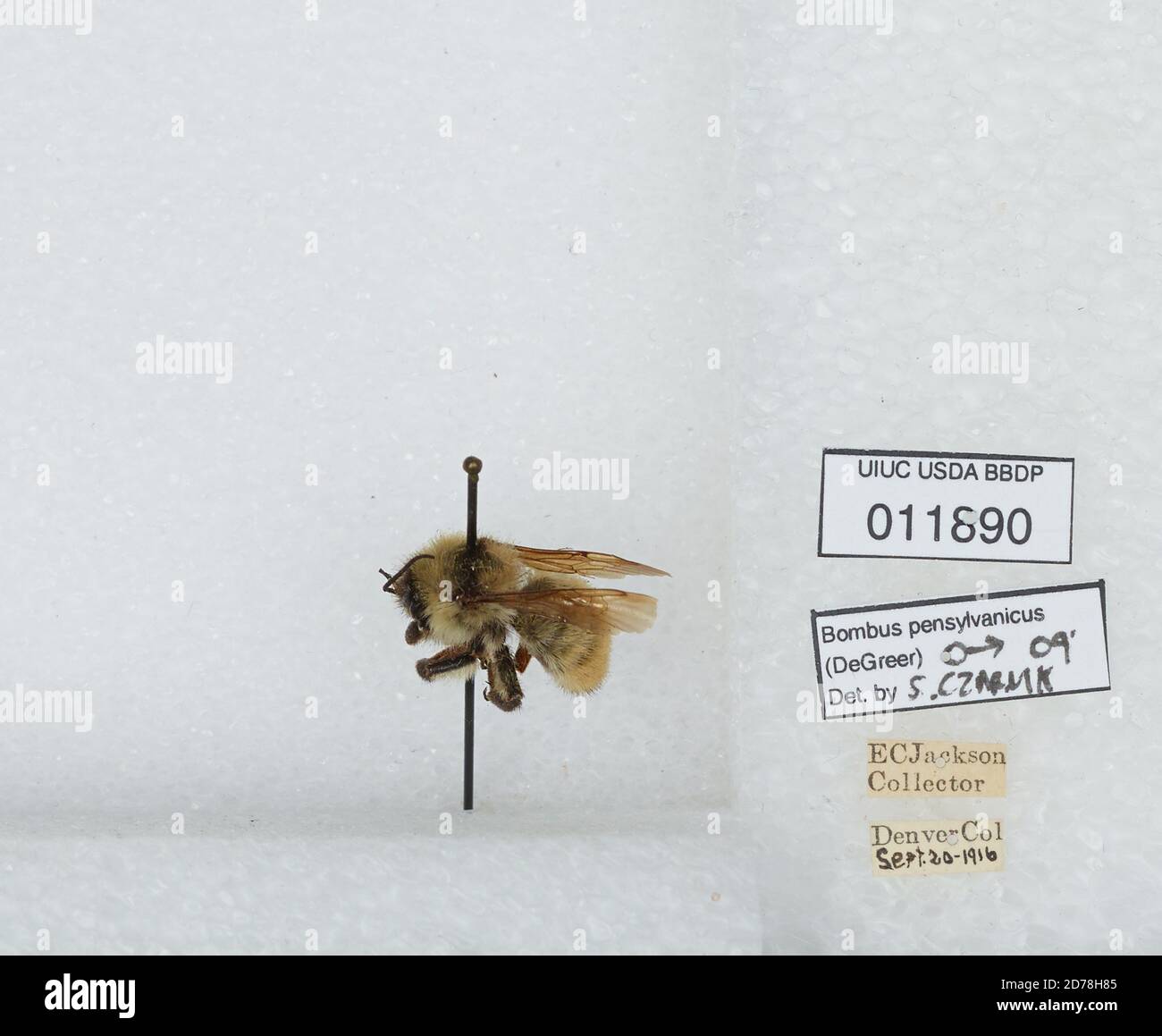 Denver, Colorado, United States, Bombus (Fervidobombus) pensylvanicus ...