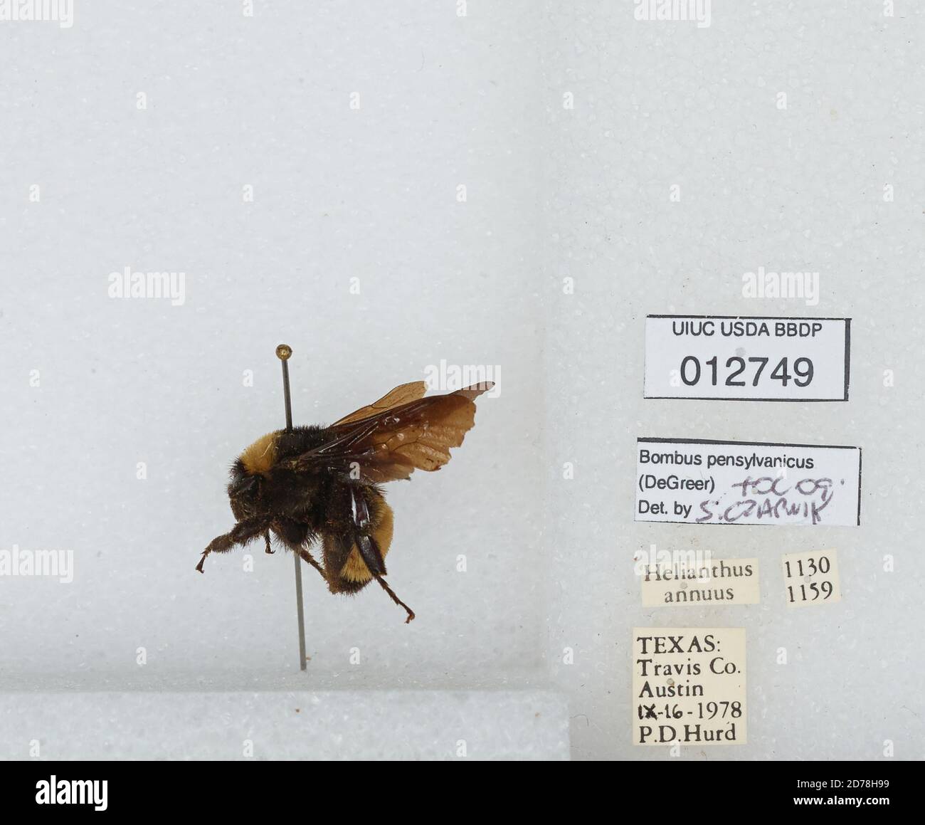 Austin, Travis, Texas, United States, Bombus (Fervidobombus ...