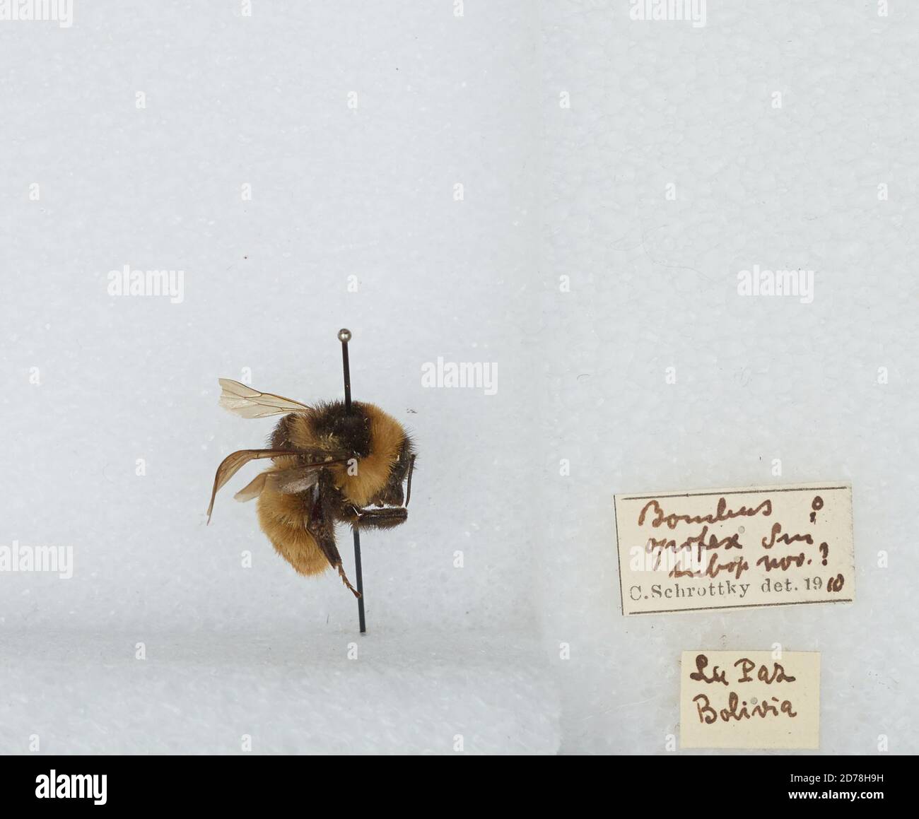 La Paz, Bolivia, Bombus (Megabombus) opifex Smith, Animalia, Arthropoda ...